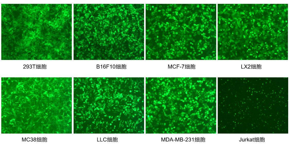 爱必信 Fluc mRNA：活体成像与基因功能研究的实用工具 - 企业动态 - 丁香通