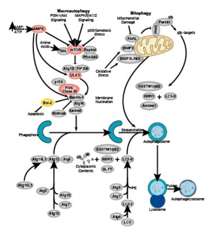 CST信号通路＆疾病机制前沿研讨会网络报名开启啦~