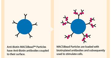 美天旎MACSiBead原代细胞高效扩增系统