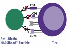 美天旎MACSiBead原代细胞高效扩增系统