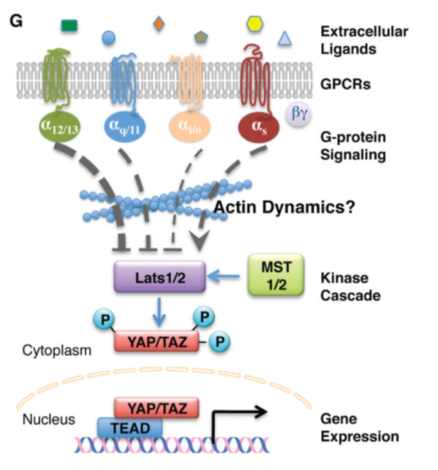 Hippo—最年轻的通路