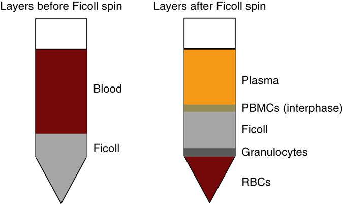 外周血的处理——将外周血处理成PBMC