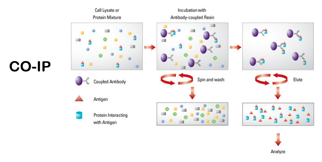免疫沉淀与分子间相互作用-公司新闻-上海晶风生物科技有限公司