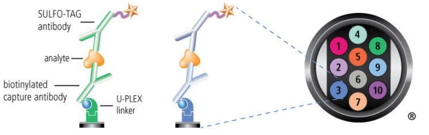 MSD在基础免疫学中的应用